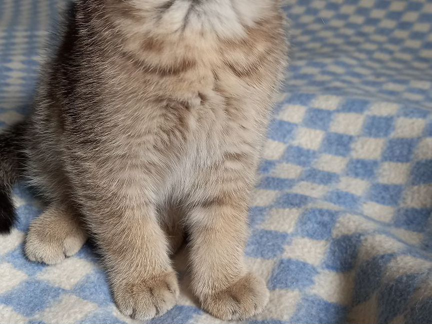 Британские котята