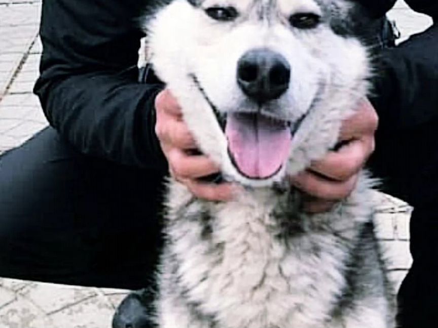 Щенки сибирской хаски