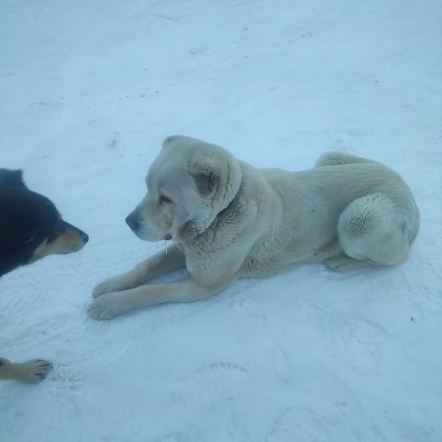 Собака алабай