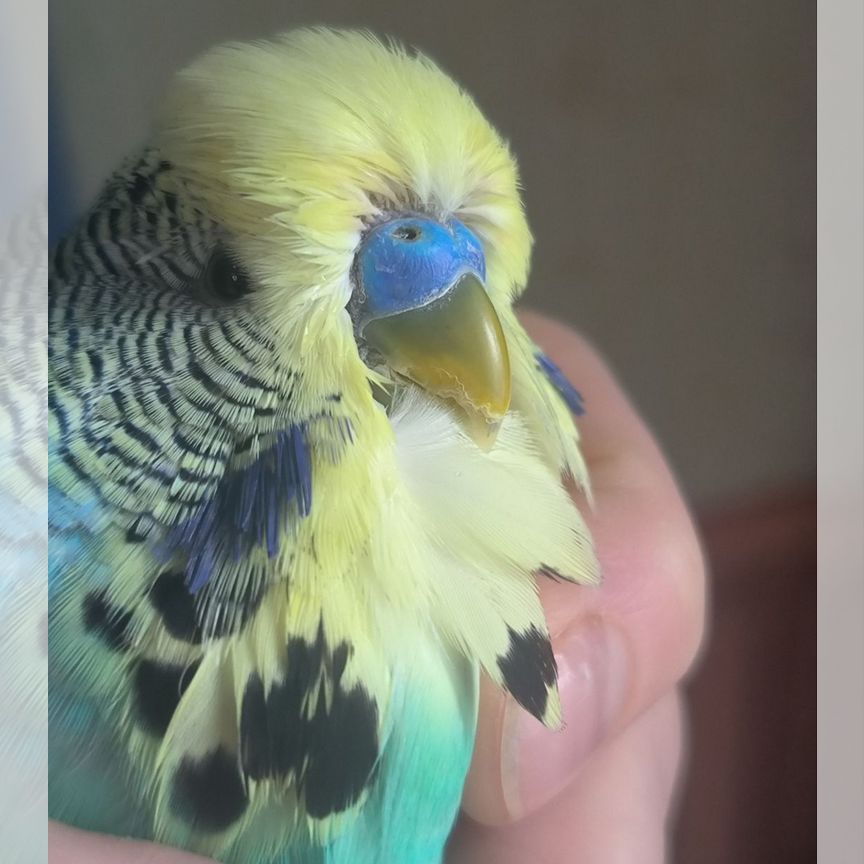 Попугай выставочный волнистый красавец чех