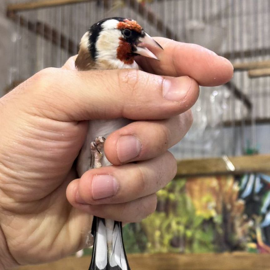 Канарейка   щегол самец очень хорошо поёт