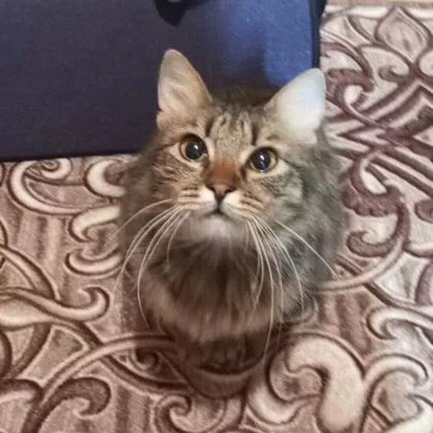 Кошечка похожа на сибирячку ищет дом