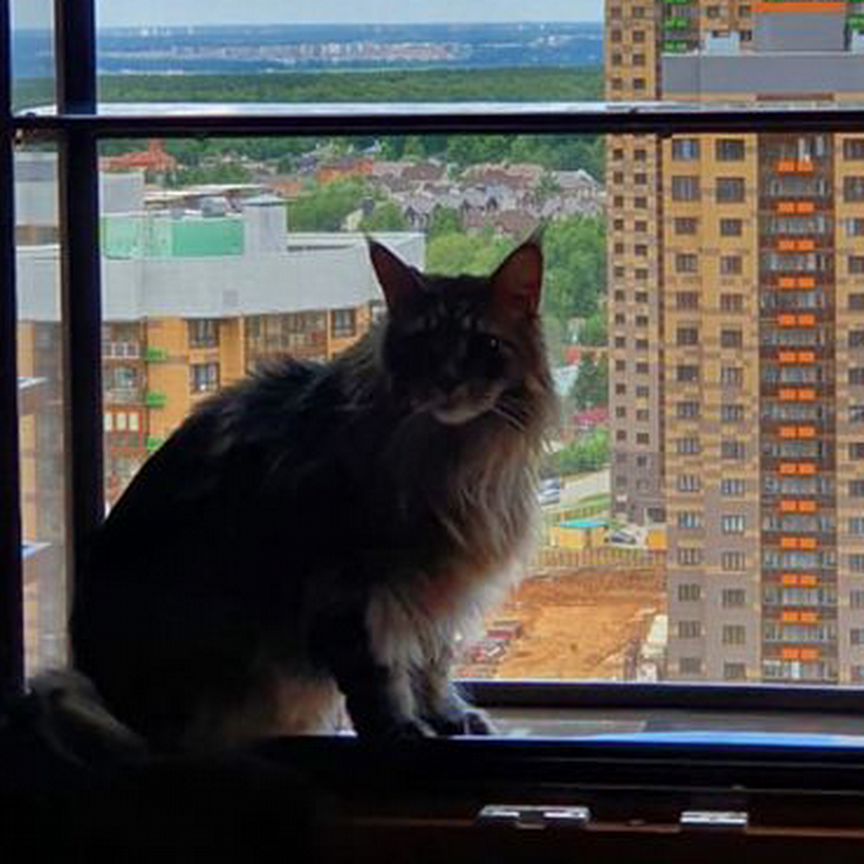 Котобалкон для кошек
