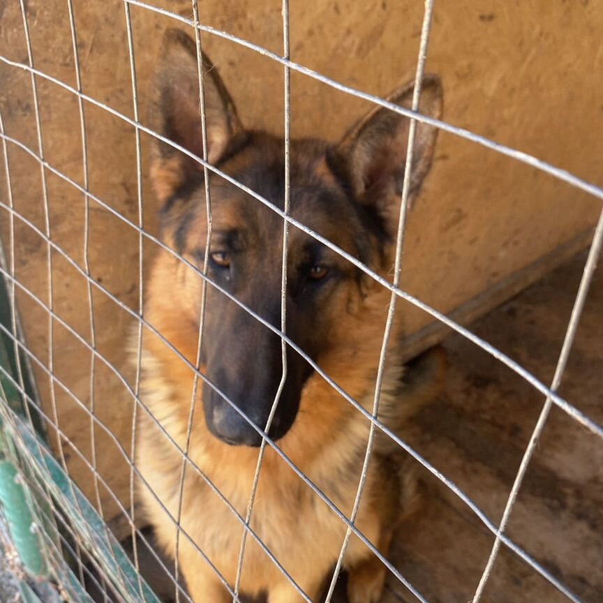 Немецкая овчарка, взрослая собака