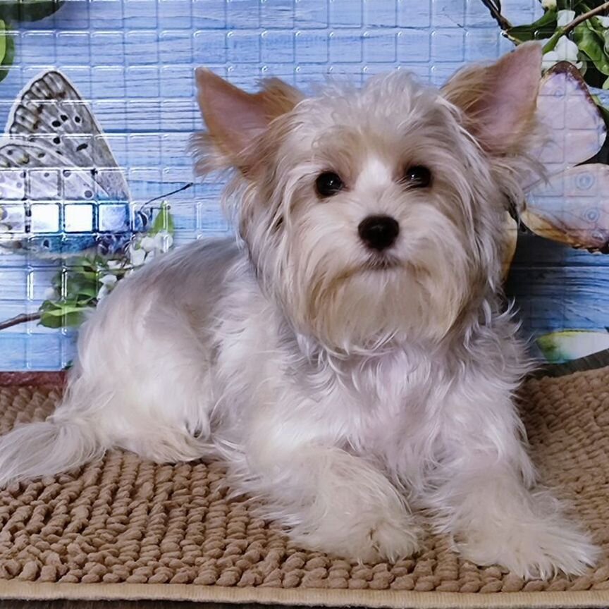 Бивер-йоркширский терьер, щенок