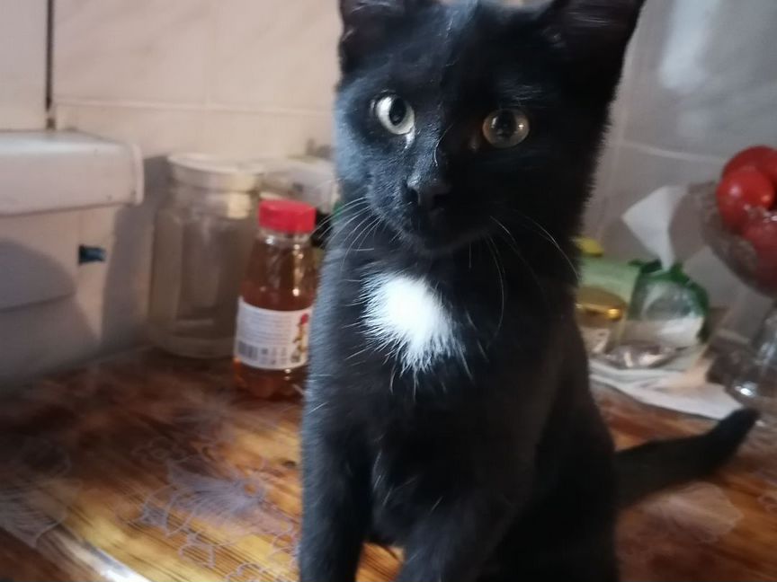 Котенок в добрые дуки