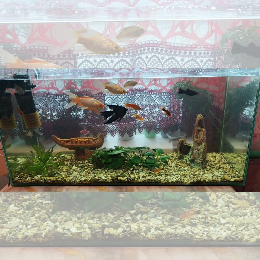 Аквариум с рыбками