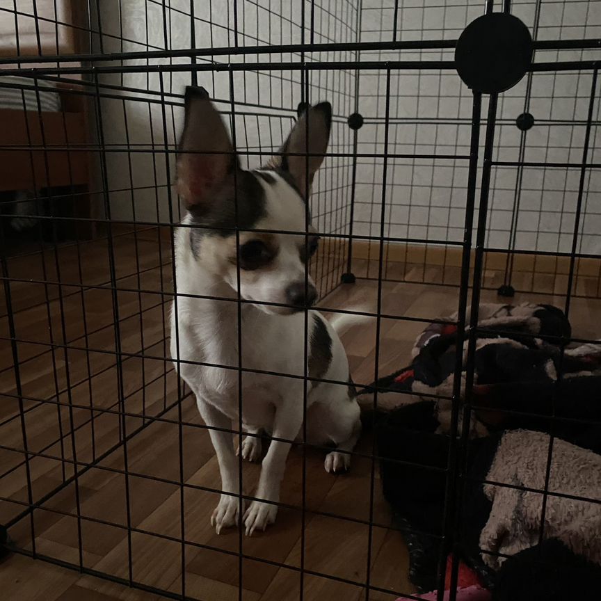 Чихуахуа, взрослая собака