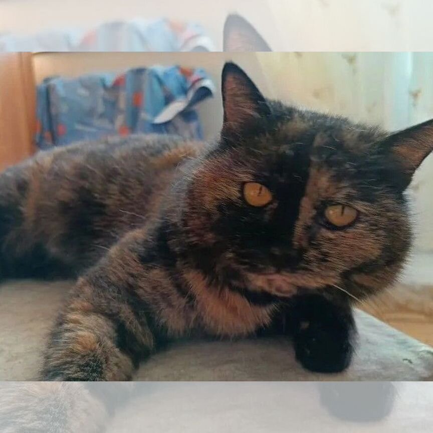 Взрослая, кошка в добрые руки