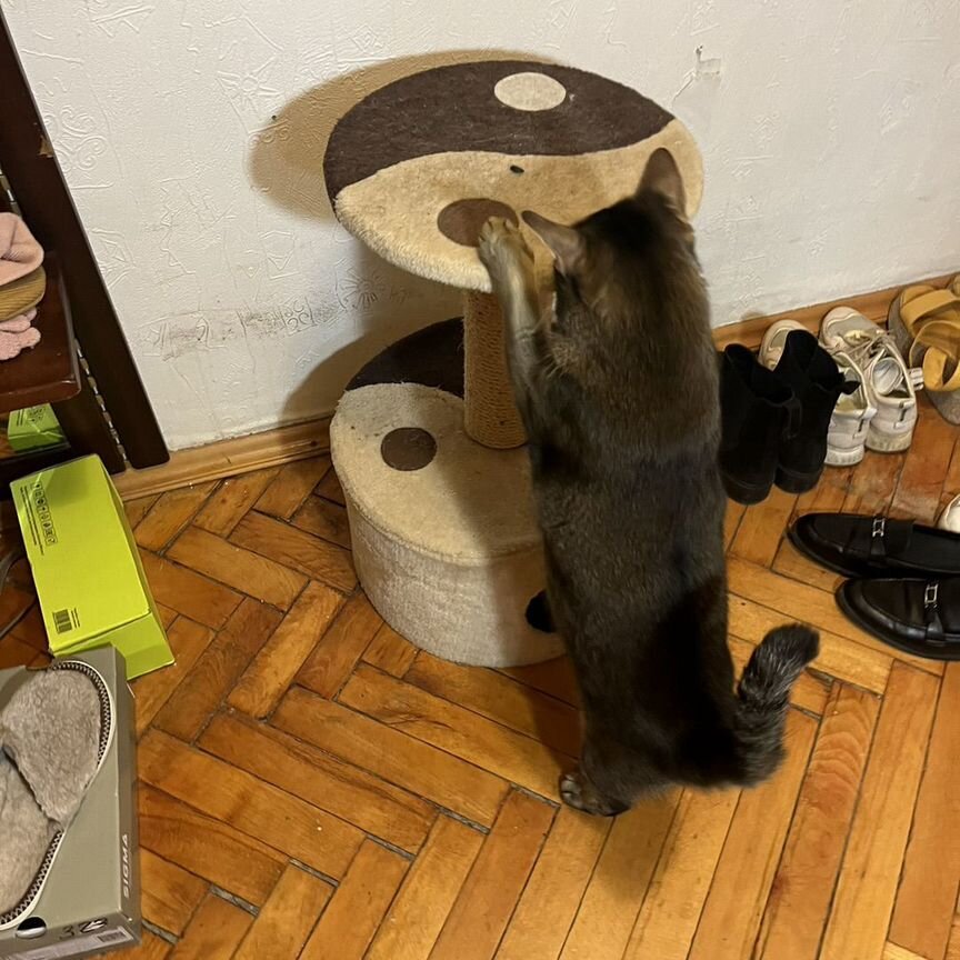 Домик для кота с когтеточкой