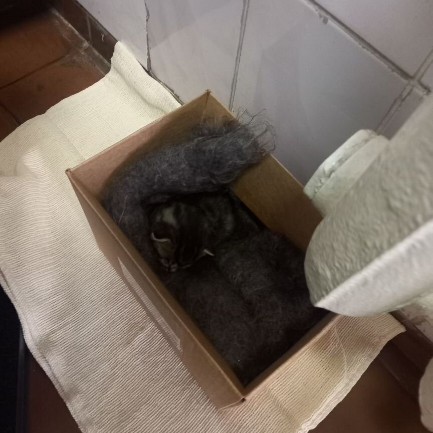 Котёнок девочка 3недели отроду. Бросилина вокзале