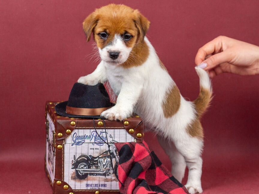 Джек Рассел терьер Мальчики и Девочки