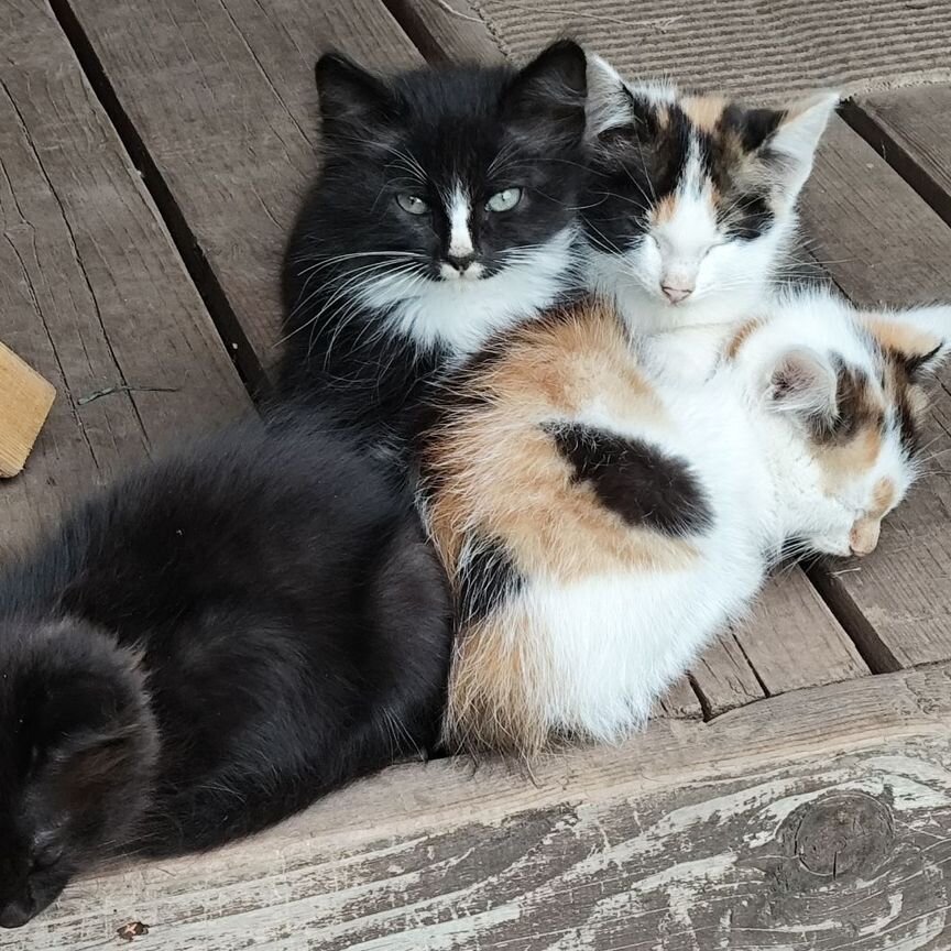 Котята в добрые руки
