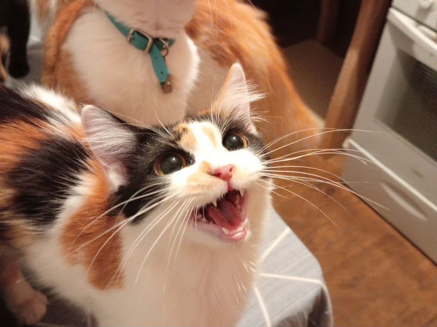 Кошечка в дар