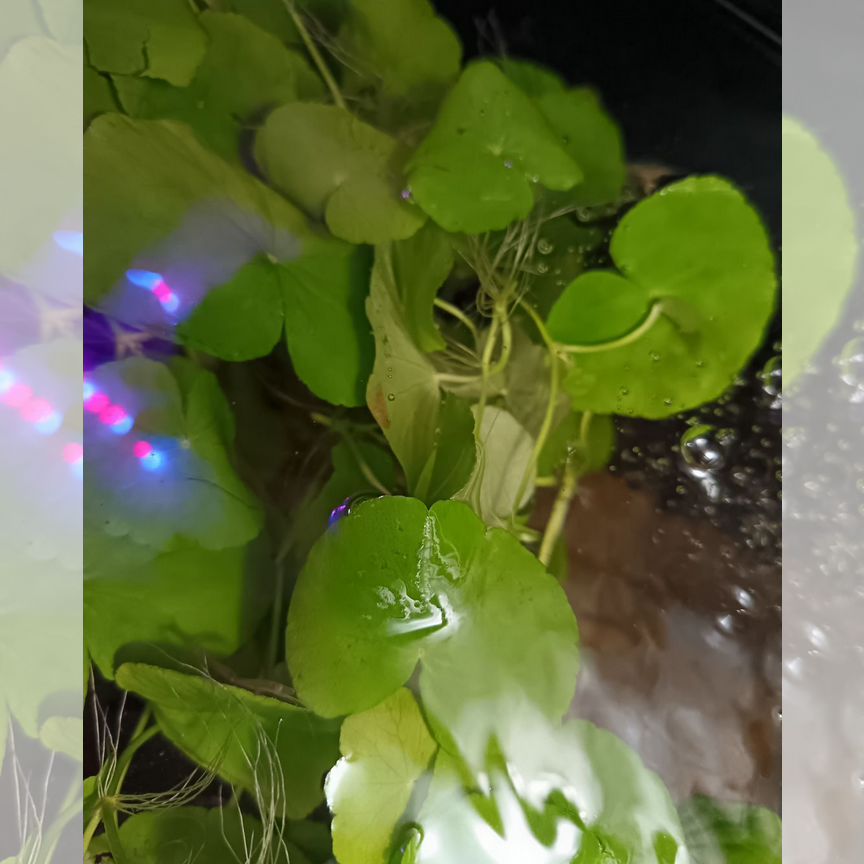 Растения для аквариума