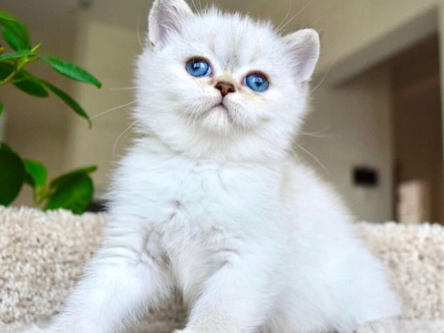 Шотландские прямоухие котята
