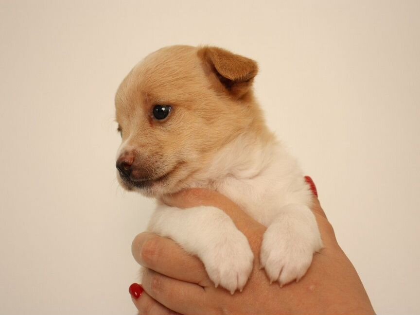 Щенок редкой породы