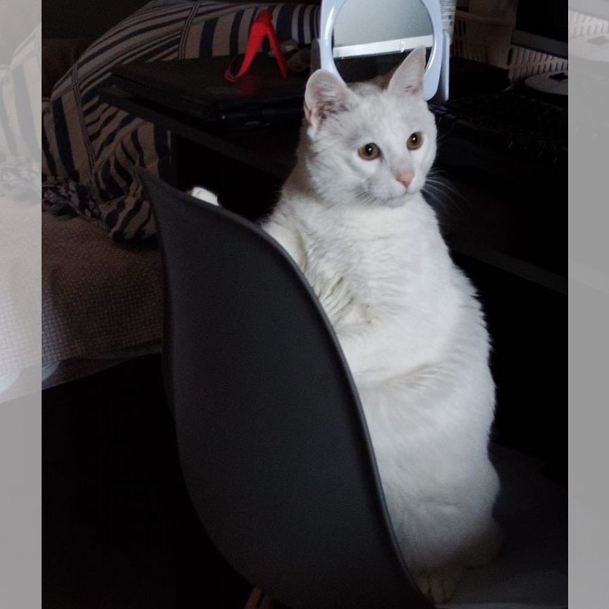 Котики бесплатно в добрые руки