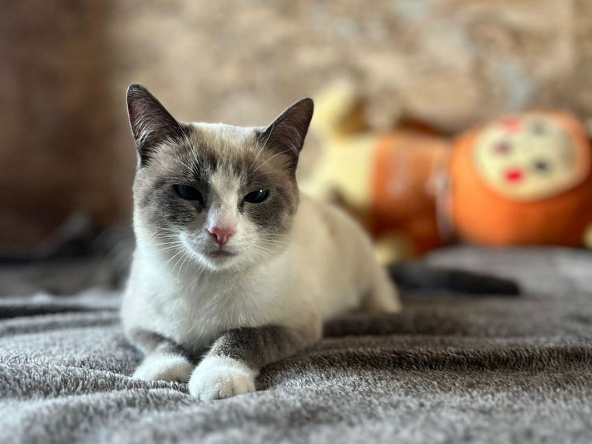 Котята в добрые руки бесплатно