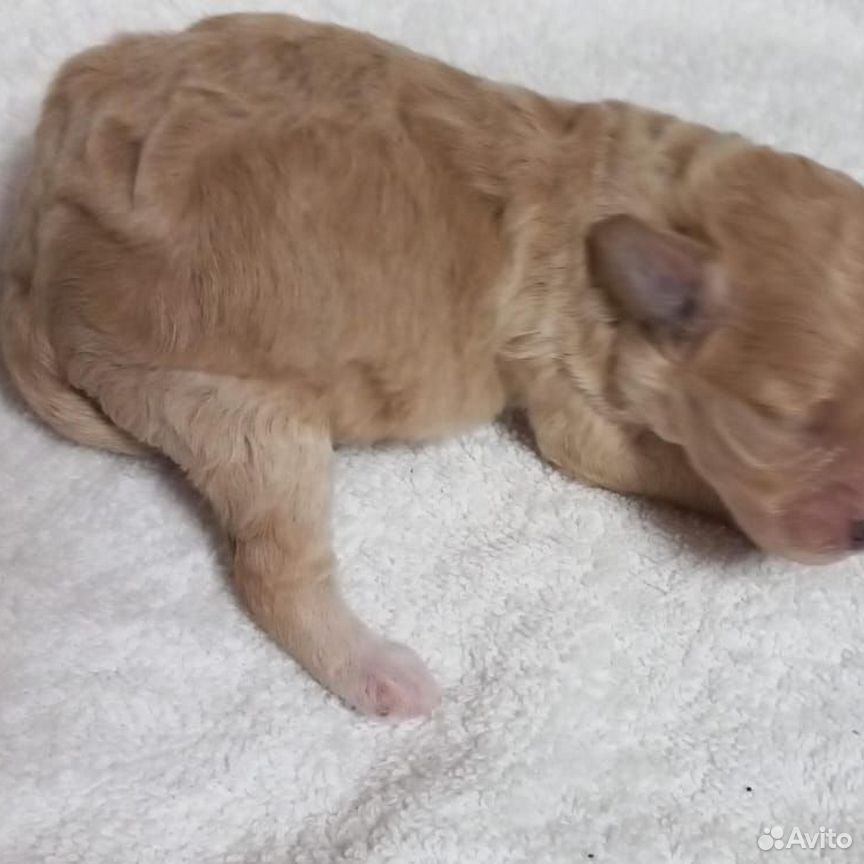 Щенки мальтипу