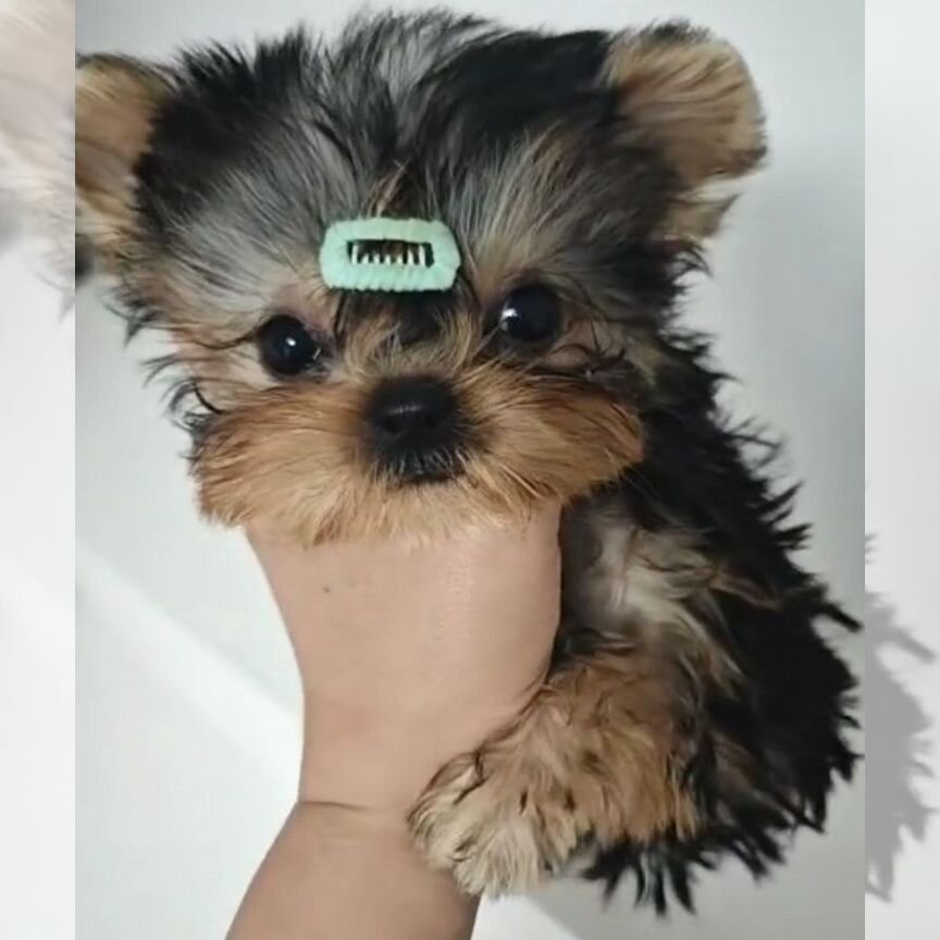 Йоркширский терьер мини беби фейс