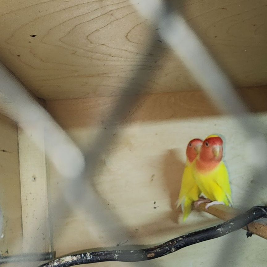 Попугай неразлучники