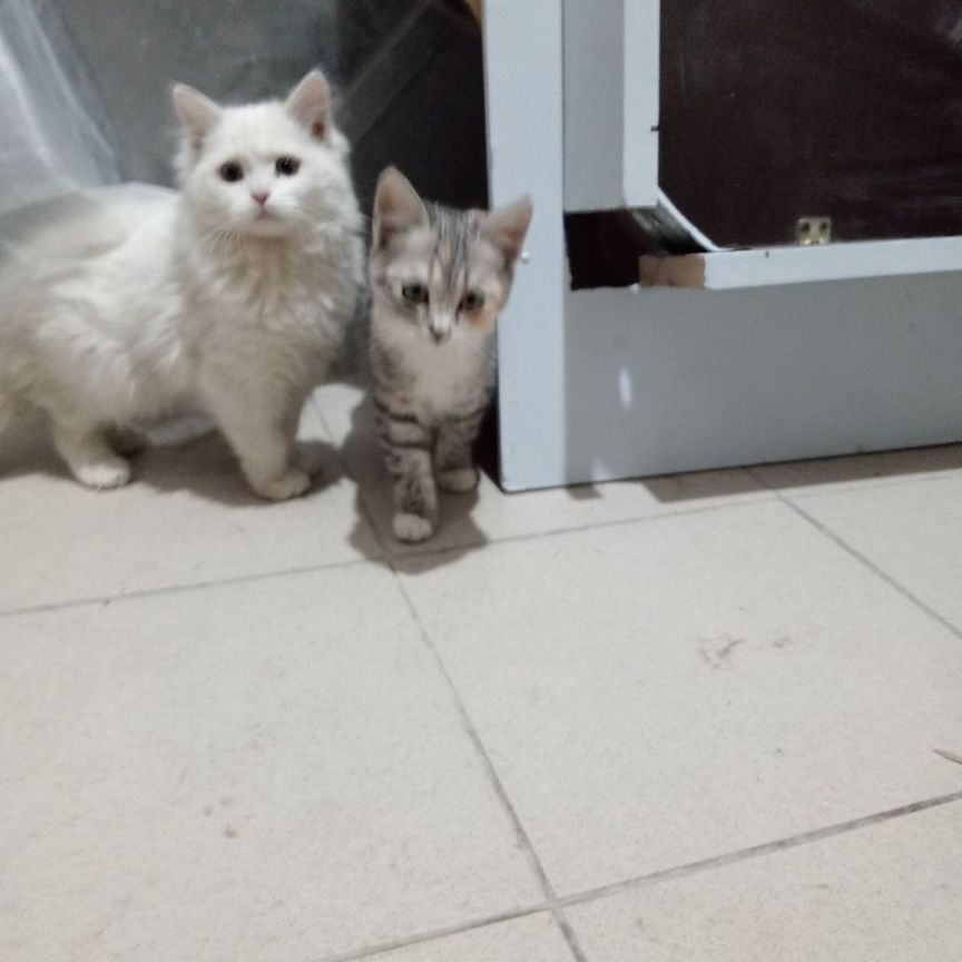 Котята в добрые руки
