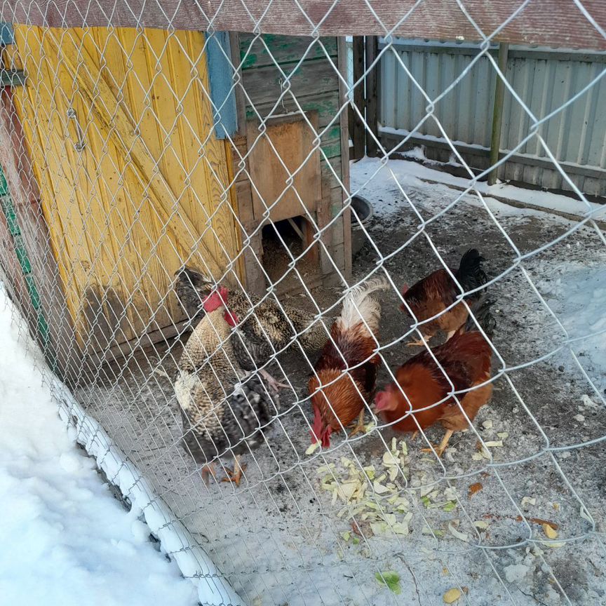 Молодые петушки (7 мес.)