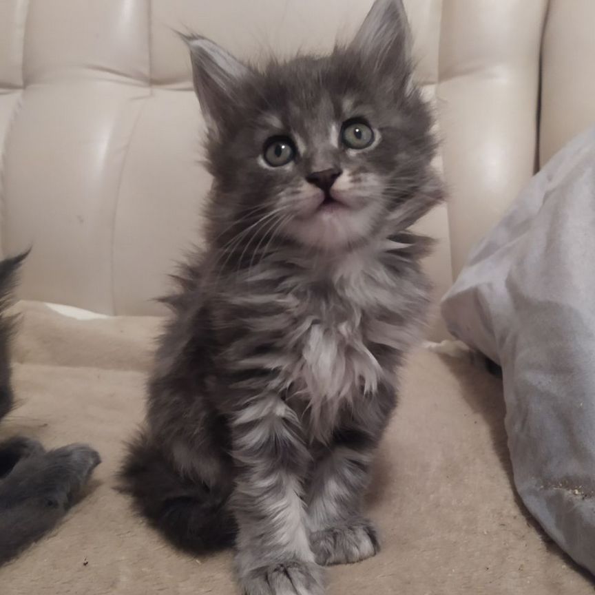 Мейн-кун котёнок