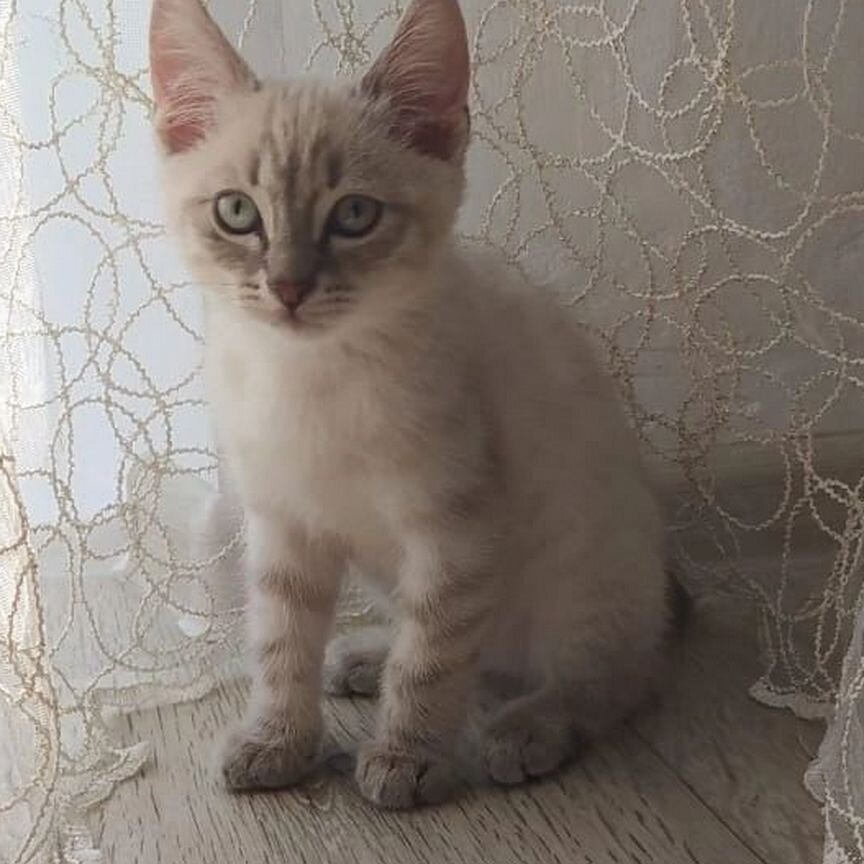 Котенок в добрые руки
