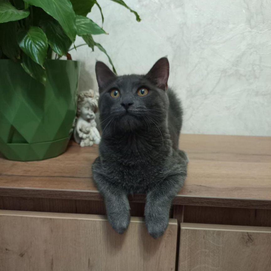 Котик