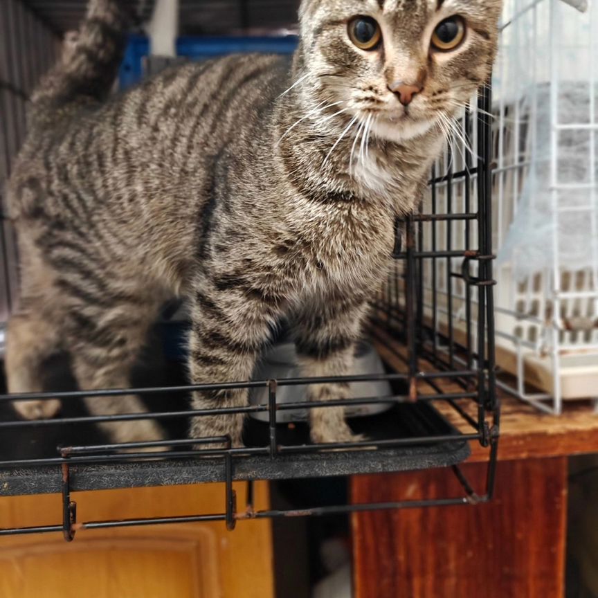 Котик тиша ищет новый дом