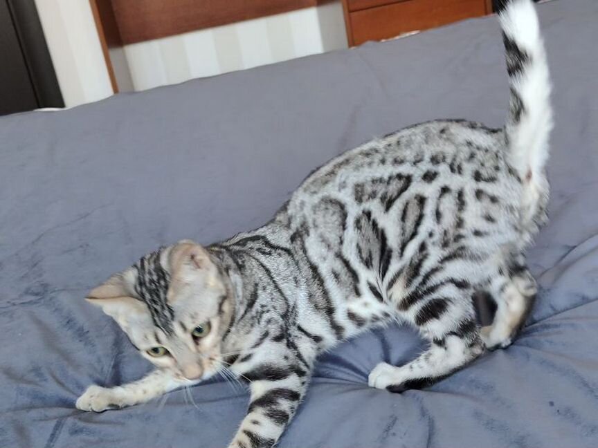 Бенгальская серебряная девочка