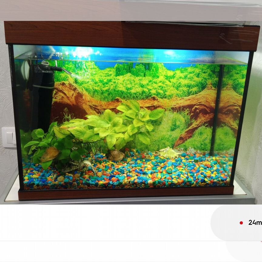 Аквариум с растениями грунтом