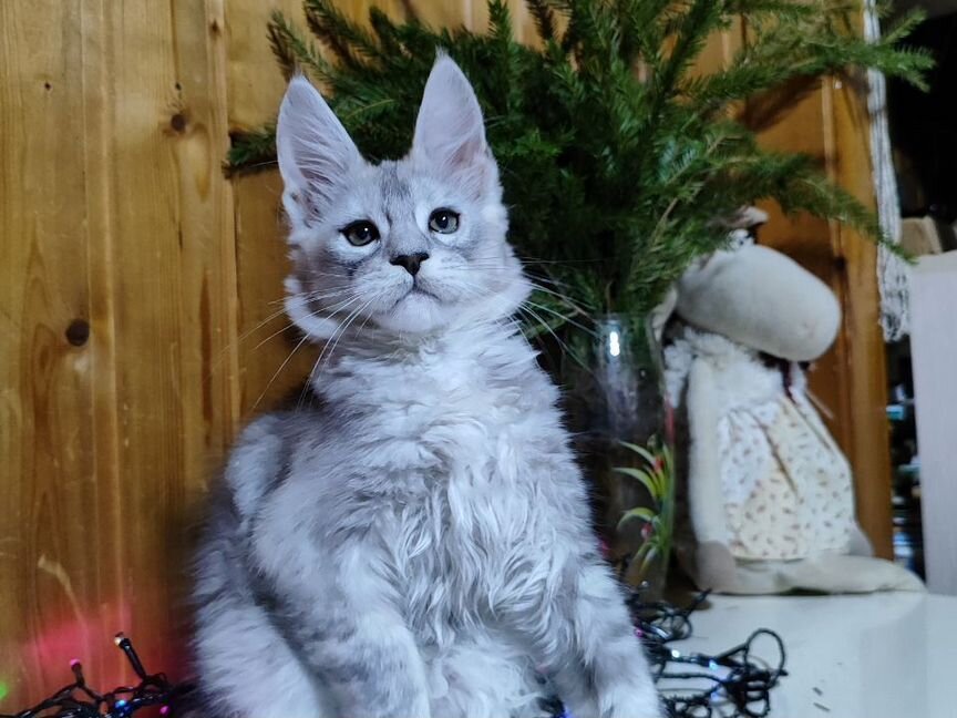 Котик Меня Куна ns25/11