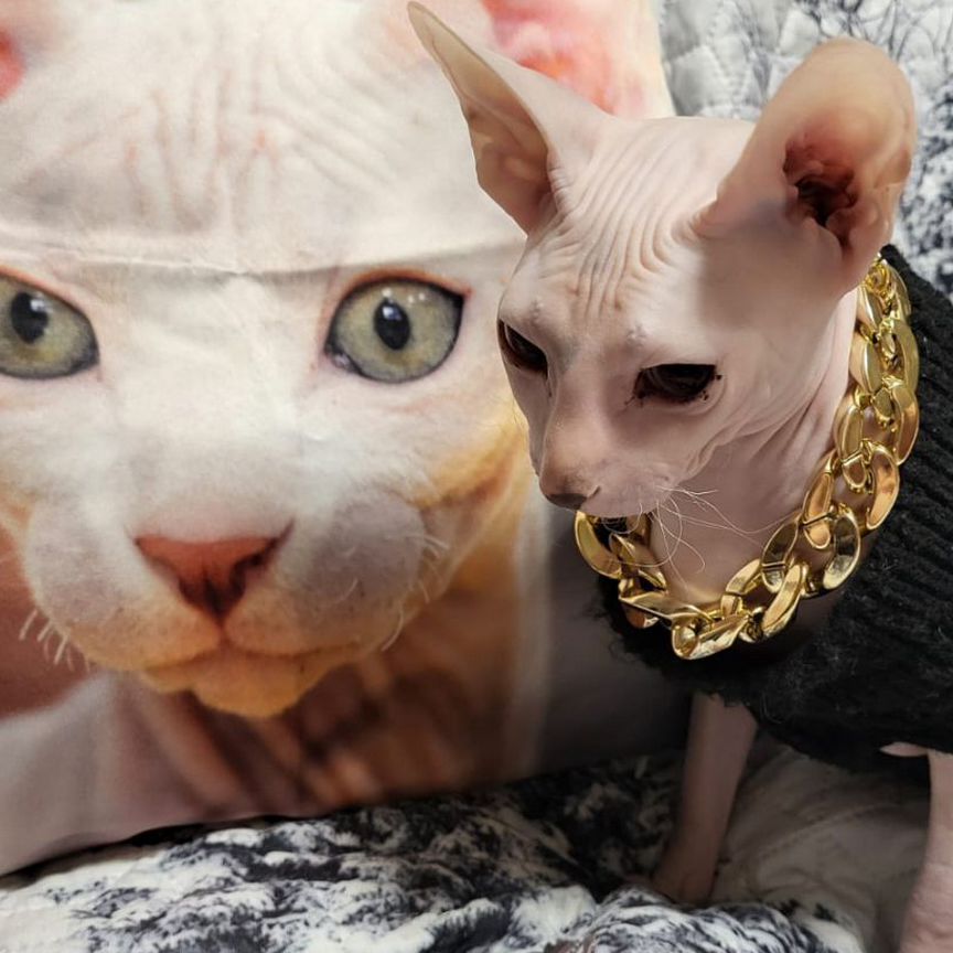 Отдам в добрые руки кошку сфинкса