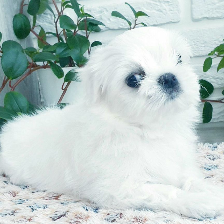 Мальтезе мальчик