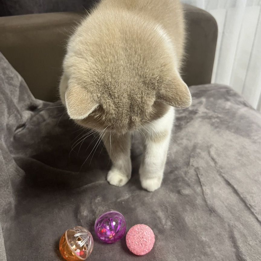 Набор игрушек для кошек