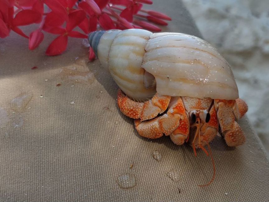 Рак-отшельник