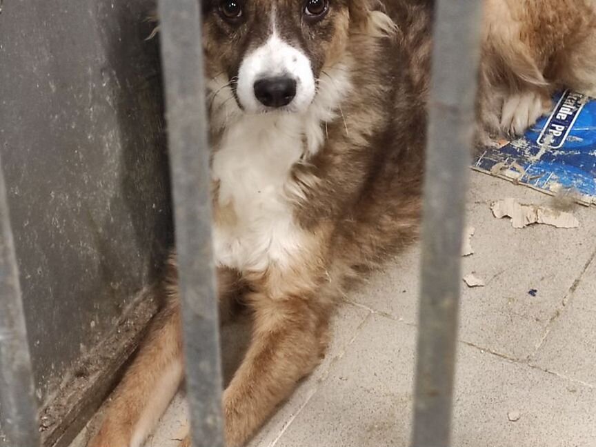 Собака в добрые руки отдам бесплатно