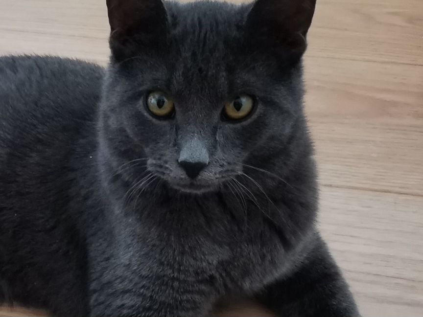 Котенок Сэм в поисках любящей семьи
