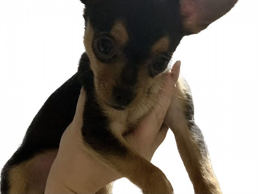 Той терьер девочка