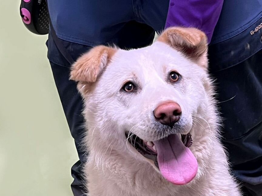 Собака в добрые руки