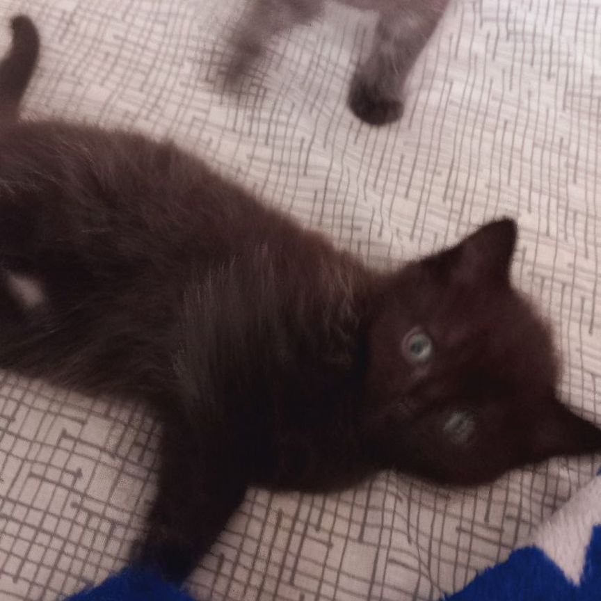 Отдам котят