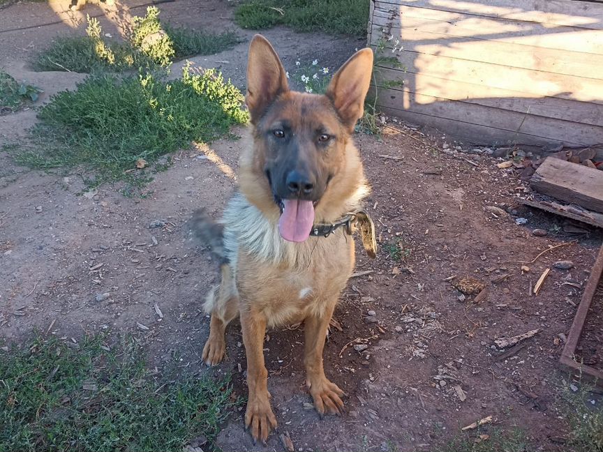 Немецкая овчарка