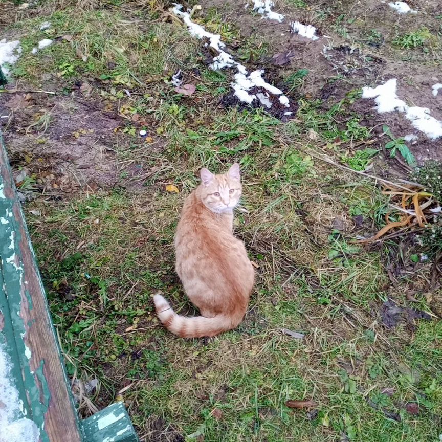 Рыжий котенок в добрые руки бесплатно