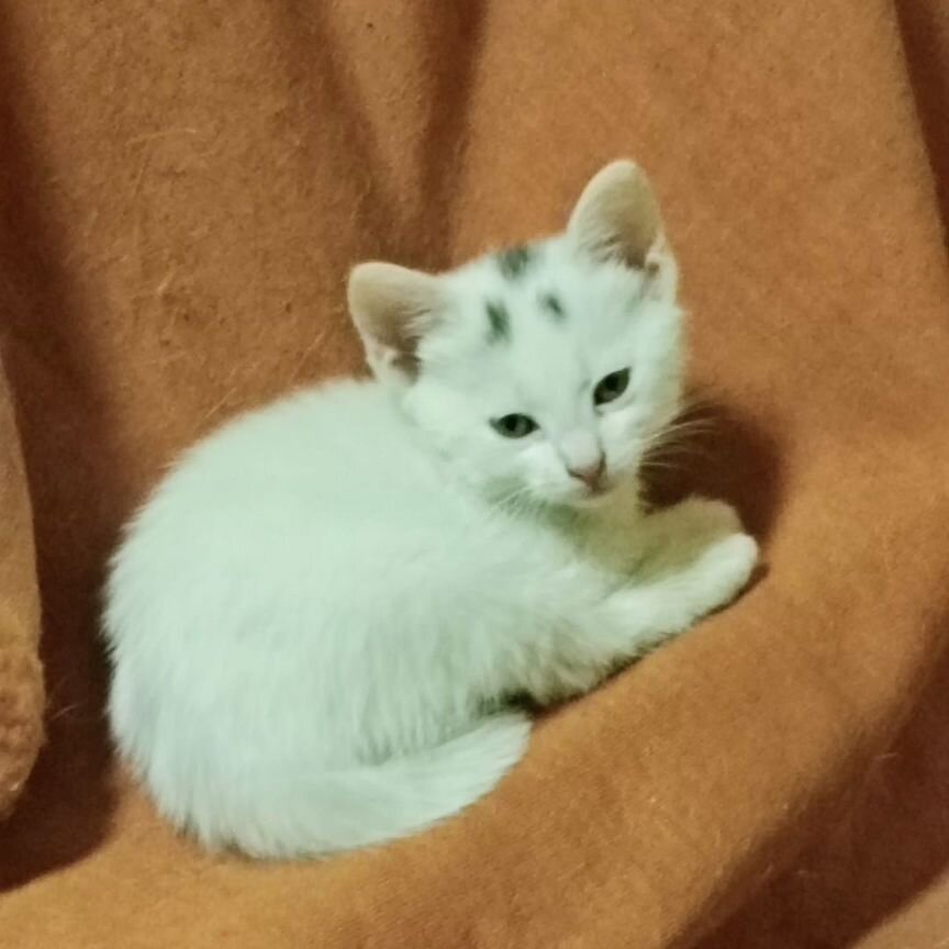 Котята помесь японского бобтейла