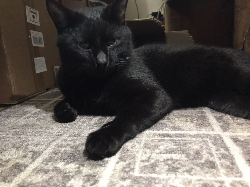 Кот
