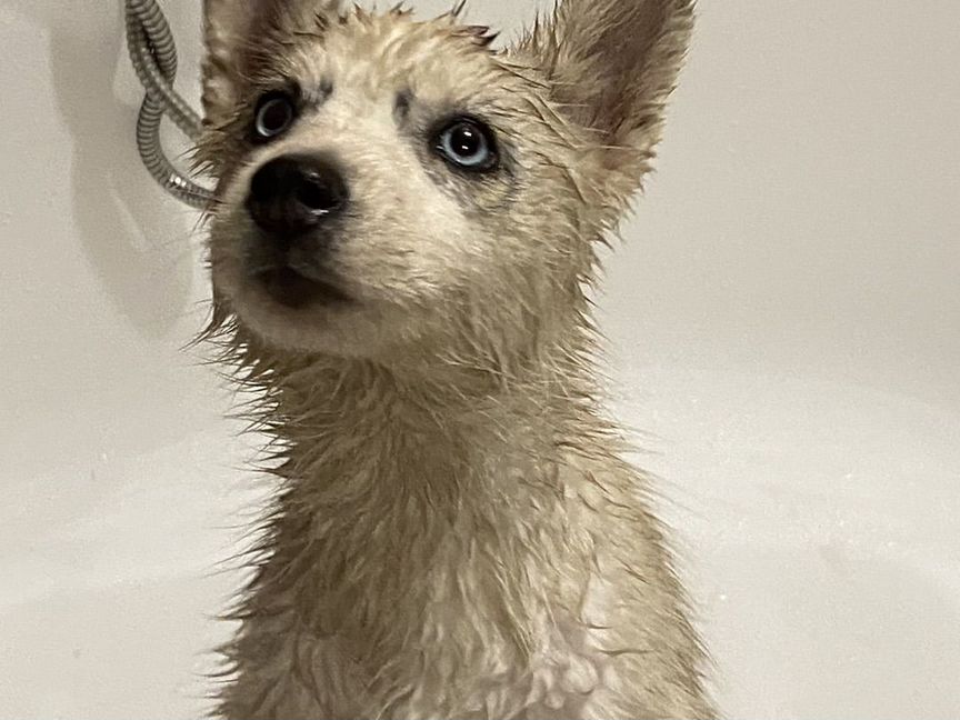 Щенок хаски