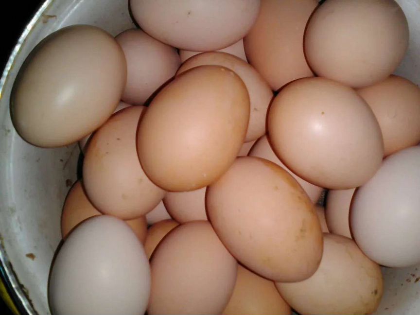 Домашние куриные яйца на инкубацию